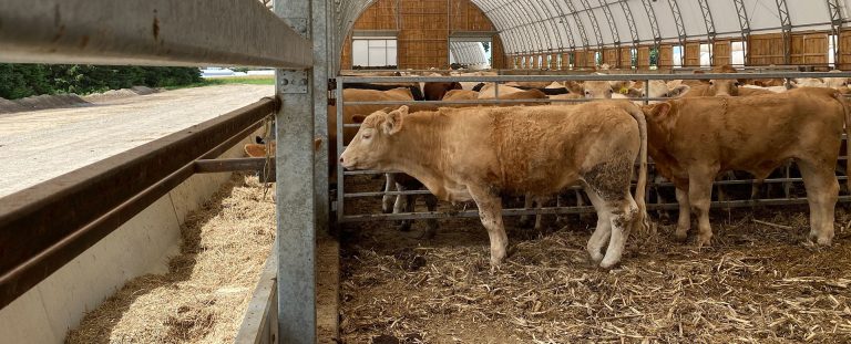 Hoop Buildings for Cattle | Livestock Fabric Buildings